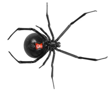 Ke Sana Ke Sini: Hati-hati Serangga Berbisa - awal.my