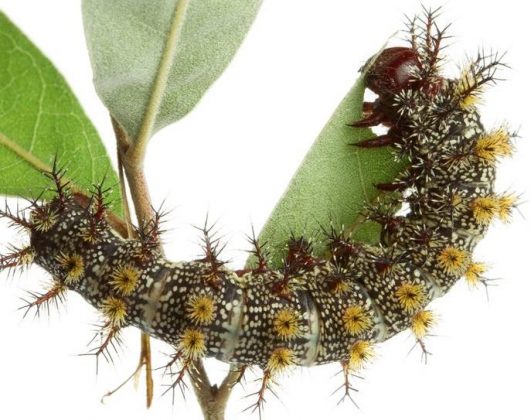 Ke Sana Ke Sini: Hati-hati Serangga Berbisa - awal.my